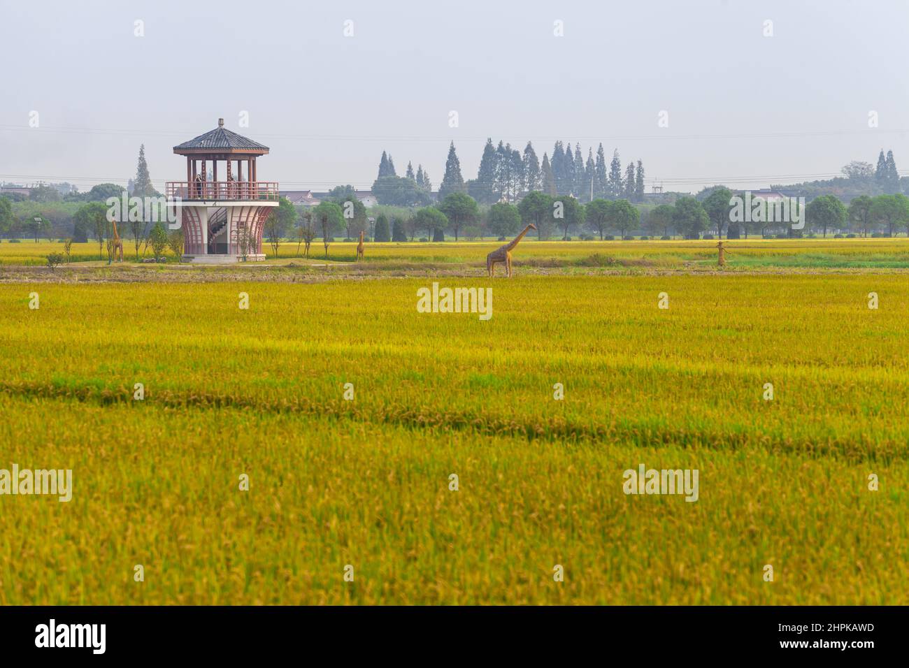 Rice paddies landscape Stock Photo - Alamy