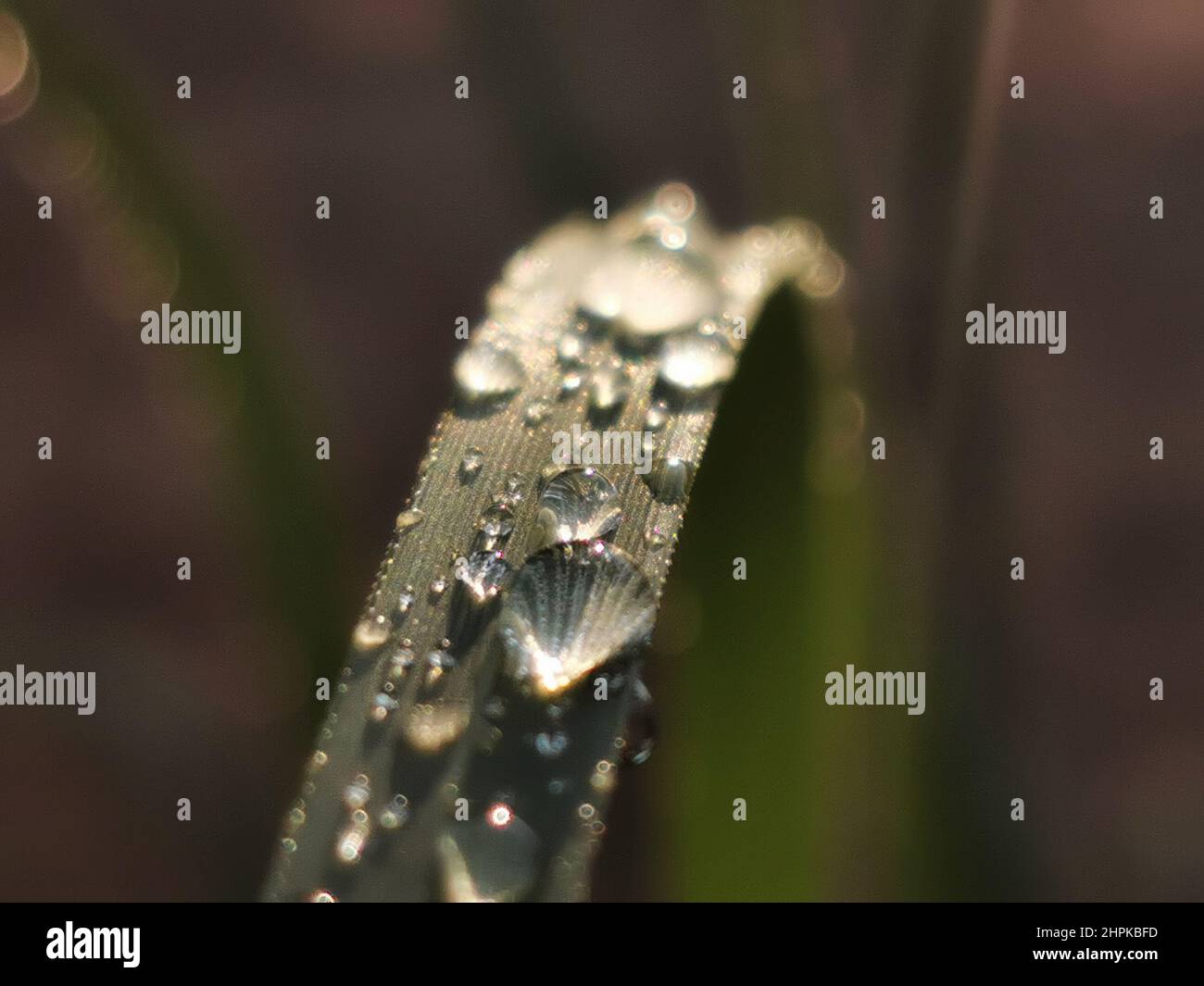 Selective focus shot of dew water drops on a green leaf Stock Photo - Alamy