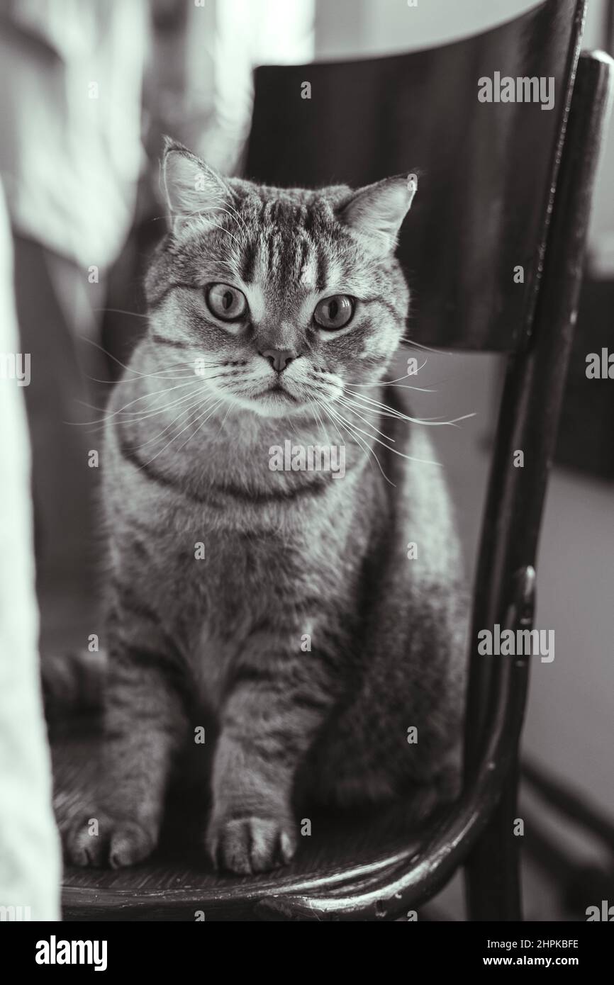 The cat sits on a chair near the dining table Stock Photo - Alamy