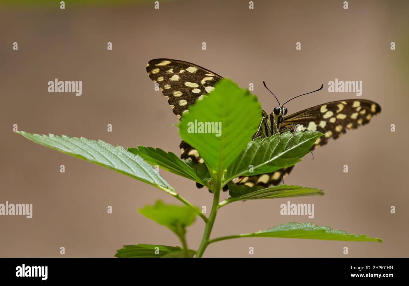 Citrus Swallowtail butterfly Papilio demodocus resting on hibiscus ...