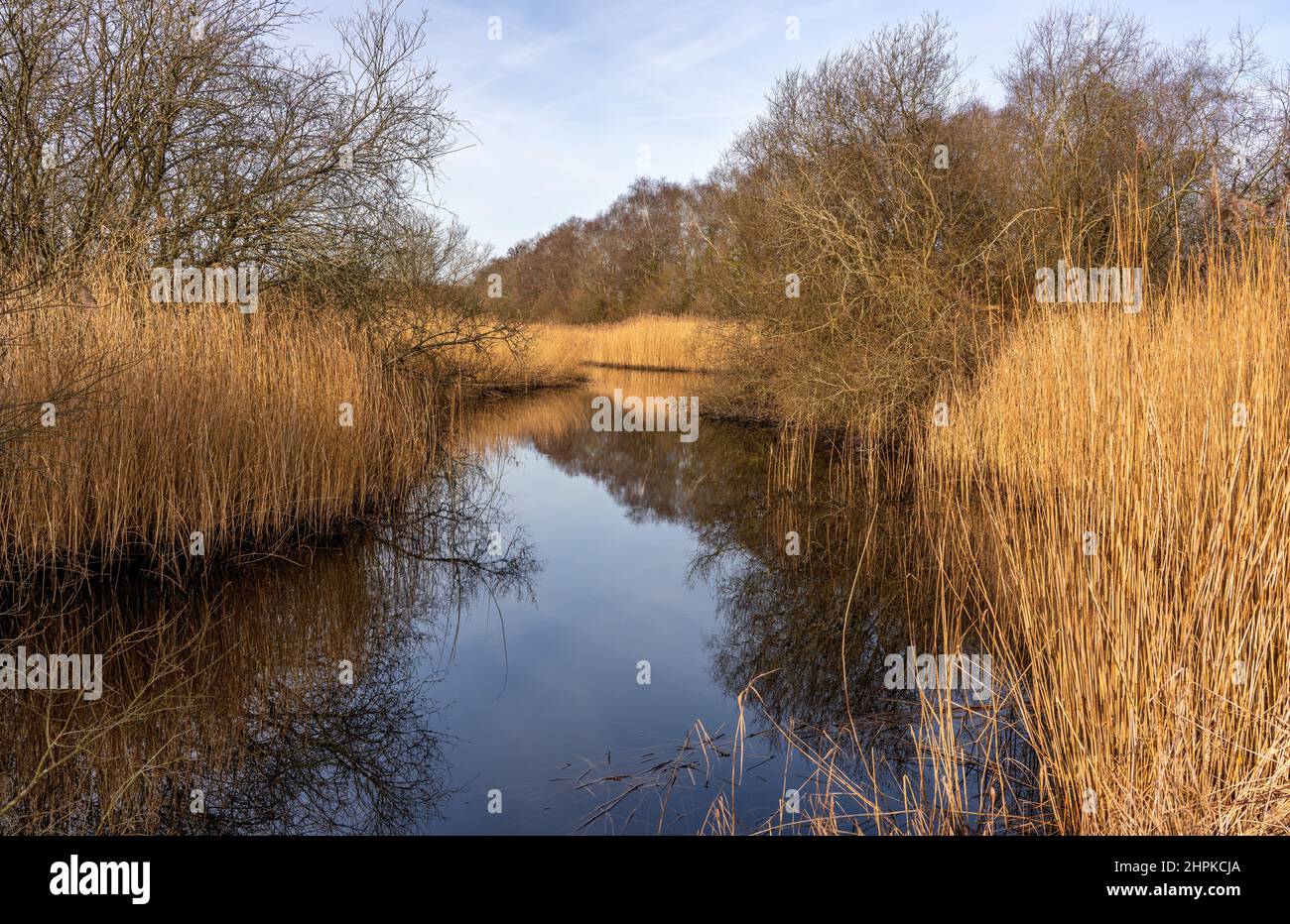 Somerset Levels at Shapwick Heath nature reserve - Somerset UK Stock ...