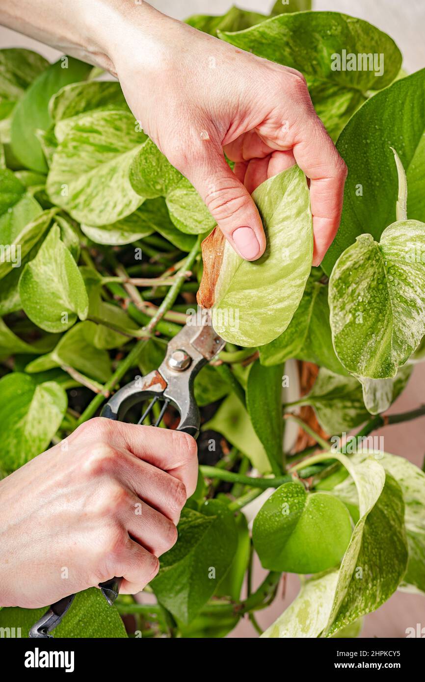 Human hands take care of a house plant. Home growing and gardening ...