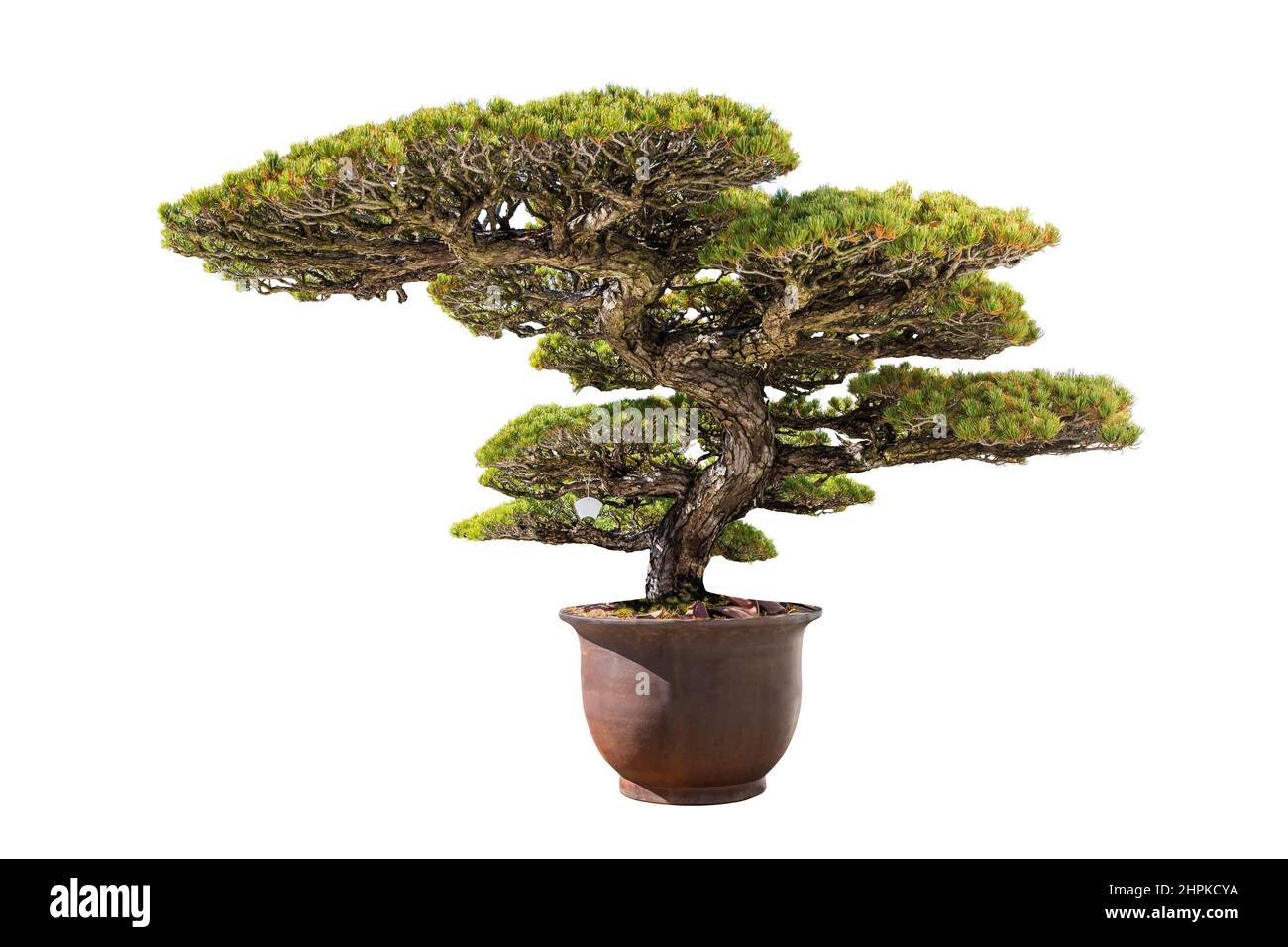 Bonsai material hi-res stock photography and images - Alamy