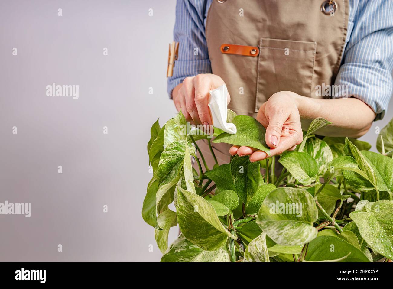 Human hands take care of a house plant. Home growing and gardening ...
