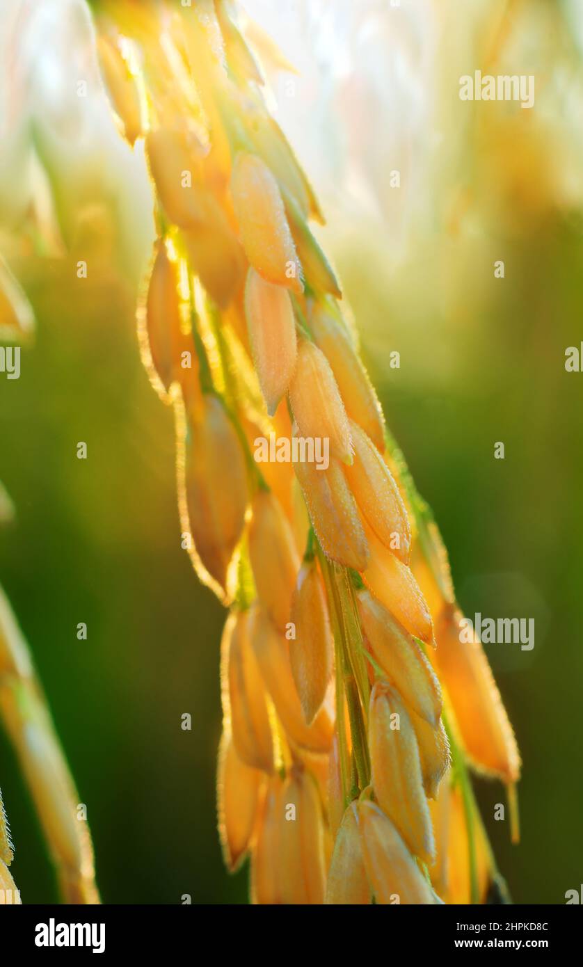 Rice breeding hi-res stock photography and images - Alamy