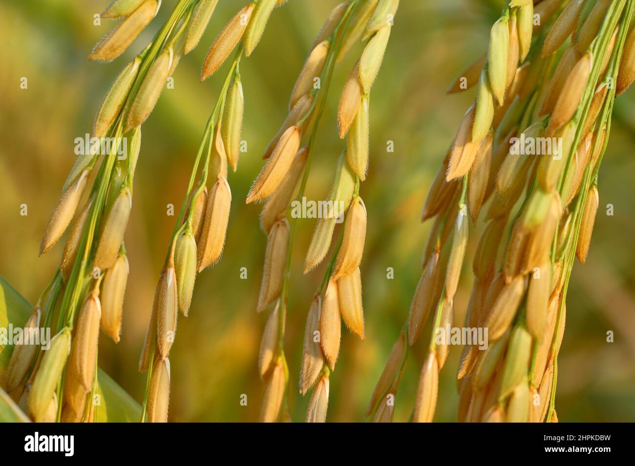 Mature rice hi-res stock photography and images - Alamy