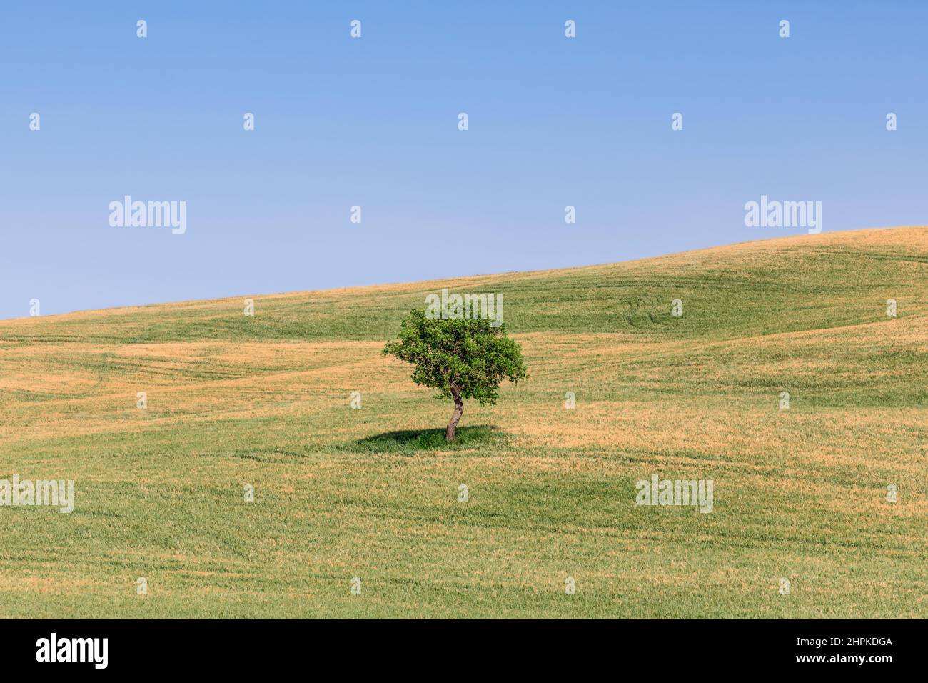 A lonely tree with its' midday shadow on the endless Tuscan cultivated ...
