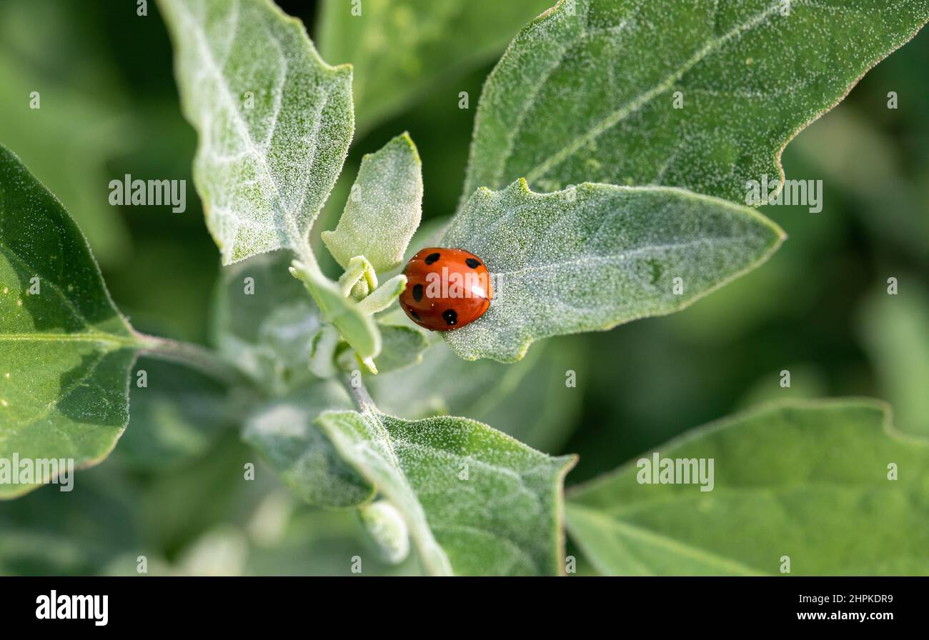 A wide variety of wild fungus in China henan funiu jungle Stock Photo ...