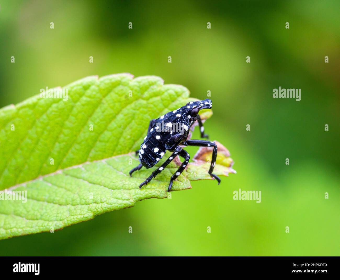 Fungus features hi-res stock photography and images - Alamy