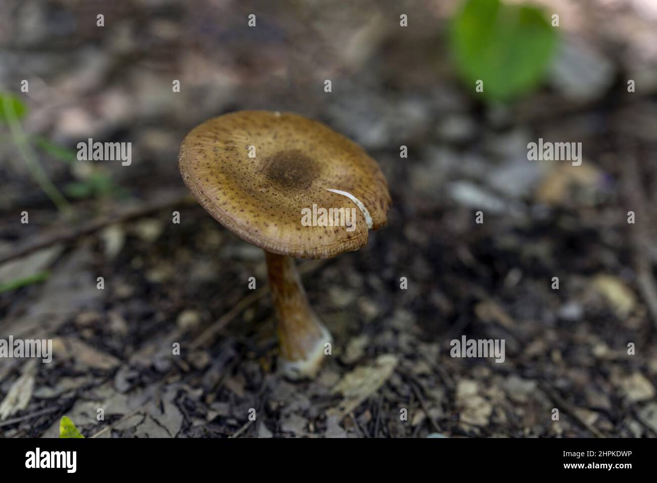 A wide variety of wild fungus in China henan funiu jungle Stock Photo ...
