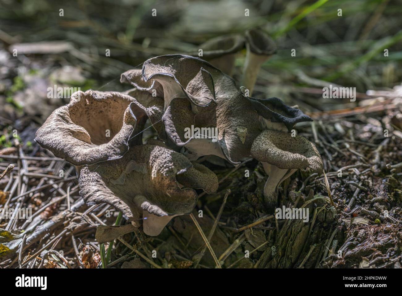 A wide variety of wild fungus in China henan funiu jungle Stock Photo ...