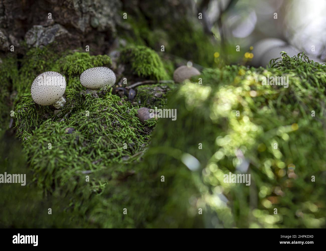 A wide variety of wild fungus in China henan funiu jungle Stock Photo ...