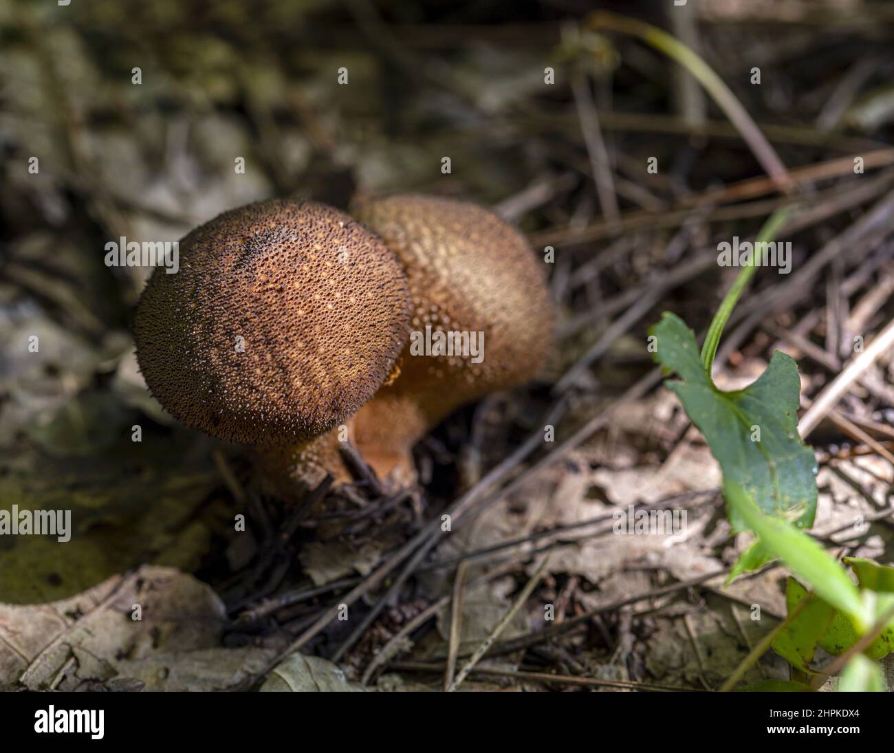 Fungus native to china hi-res stock photography and images - Alamy