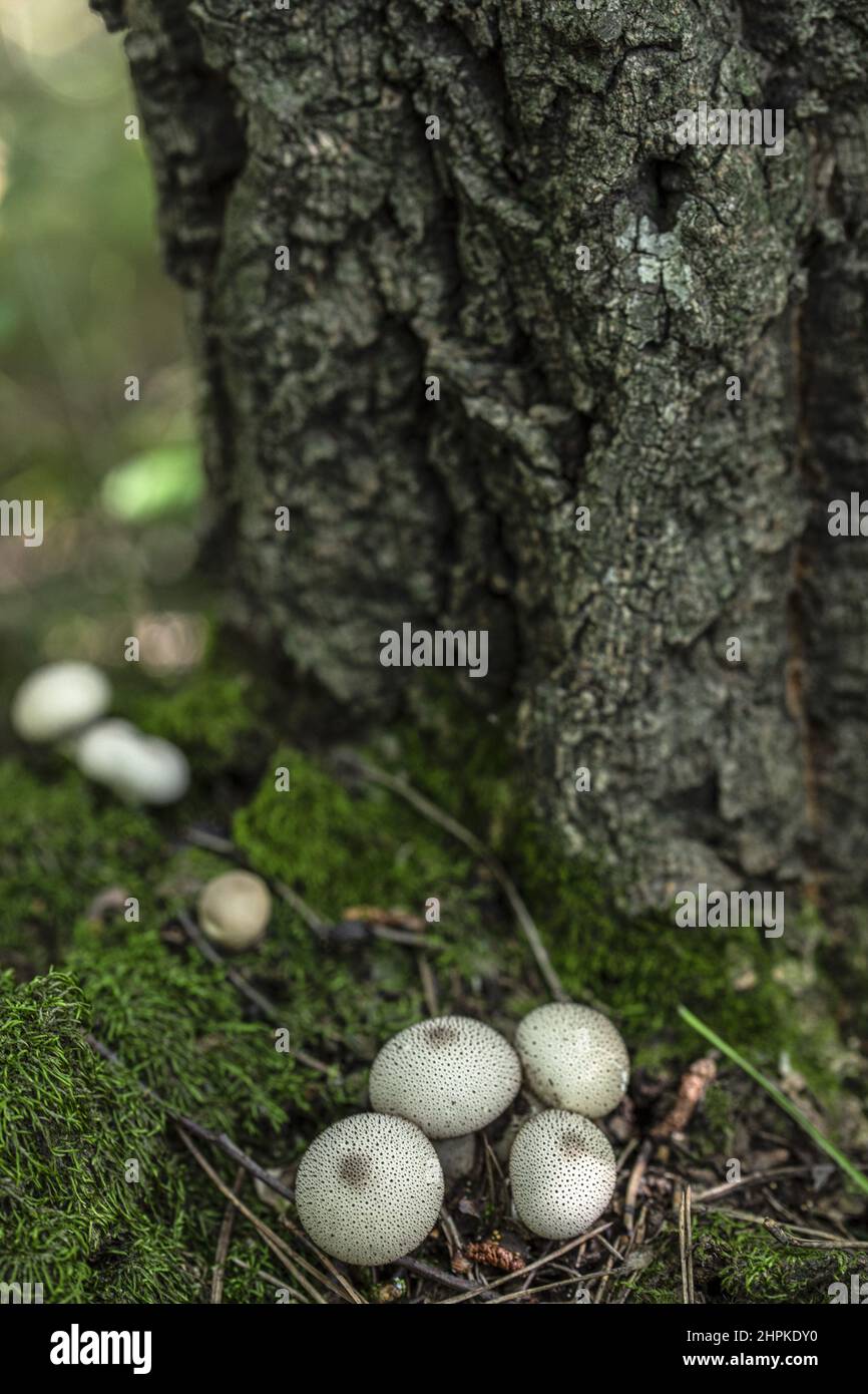 Fungus native to china hi-res stock photography and images - Alamy