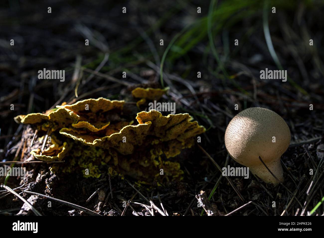 Fungus native to china hi-res stock photography and images - Alamy