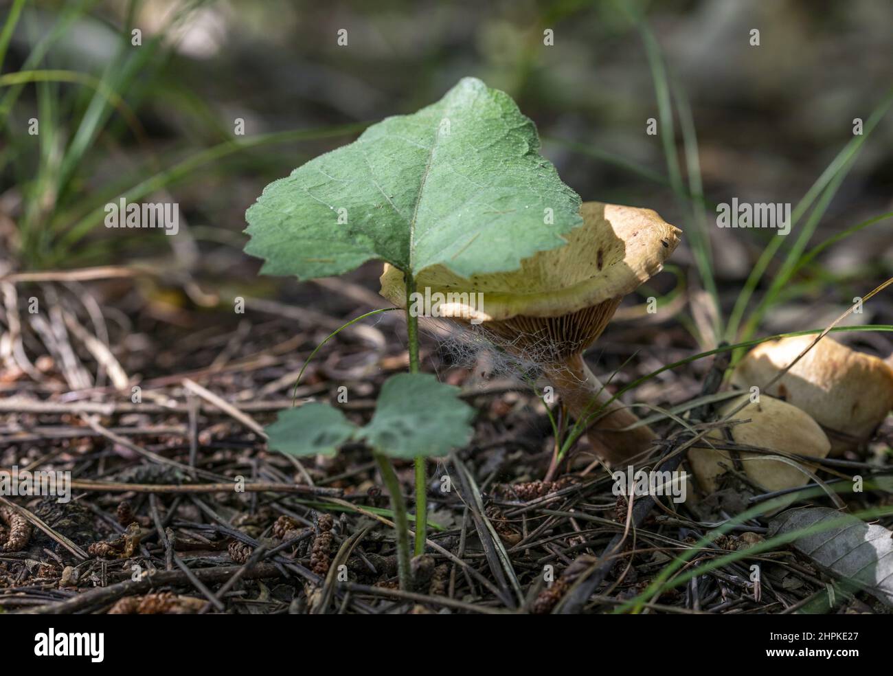A wide variety of wild fungus in China henan funiu jungle Stock Photo ...