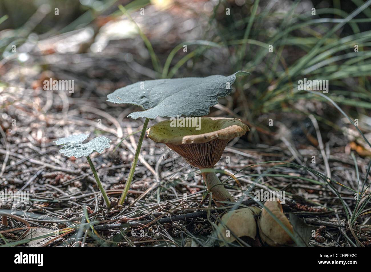 Fungus of china hi-res stock photography and images - Alamy