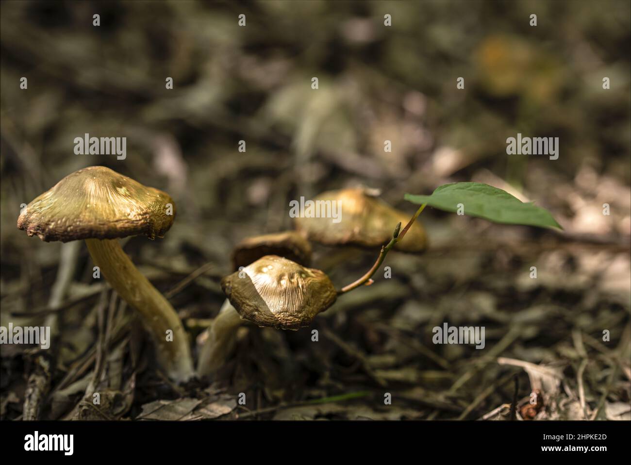 Fungus native to china hi-res stock photography and images - Alamy