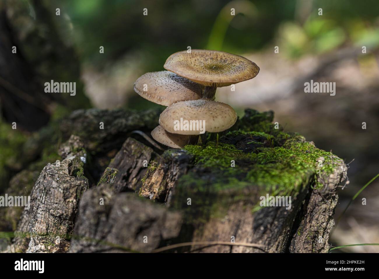 Fungus of china hi-res stock photography and images - Alamy