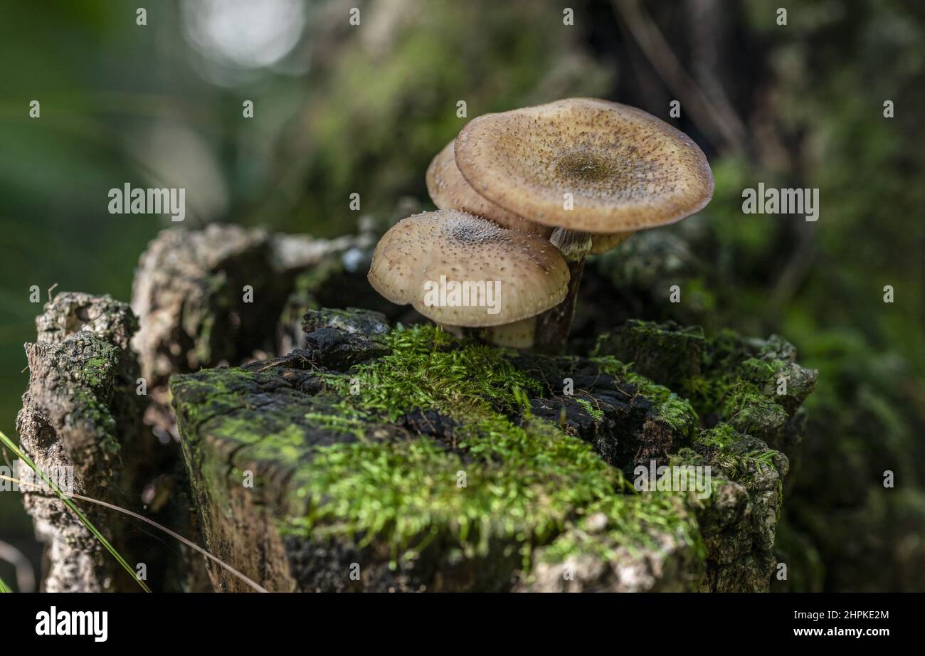 A wide variety of wild fungus in China henan funiu jungle Stock Photo ...