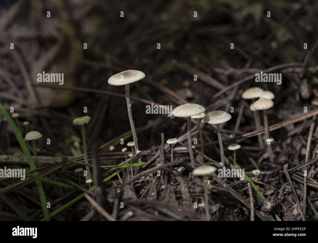 Fungus native to china hi-res stock photography and images - Alamy