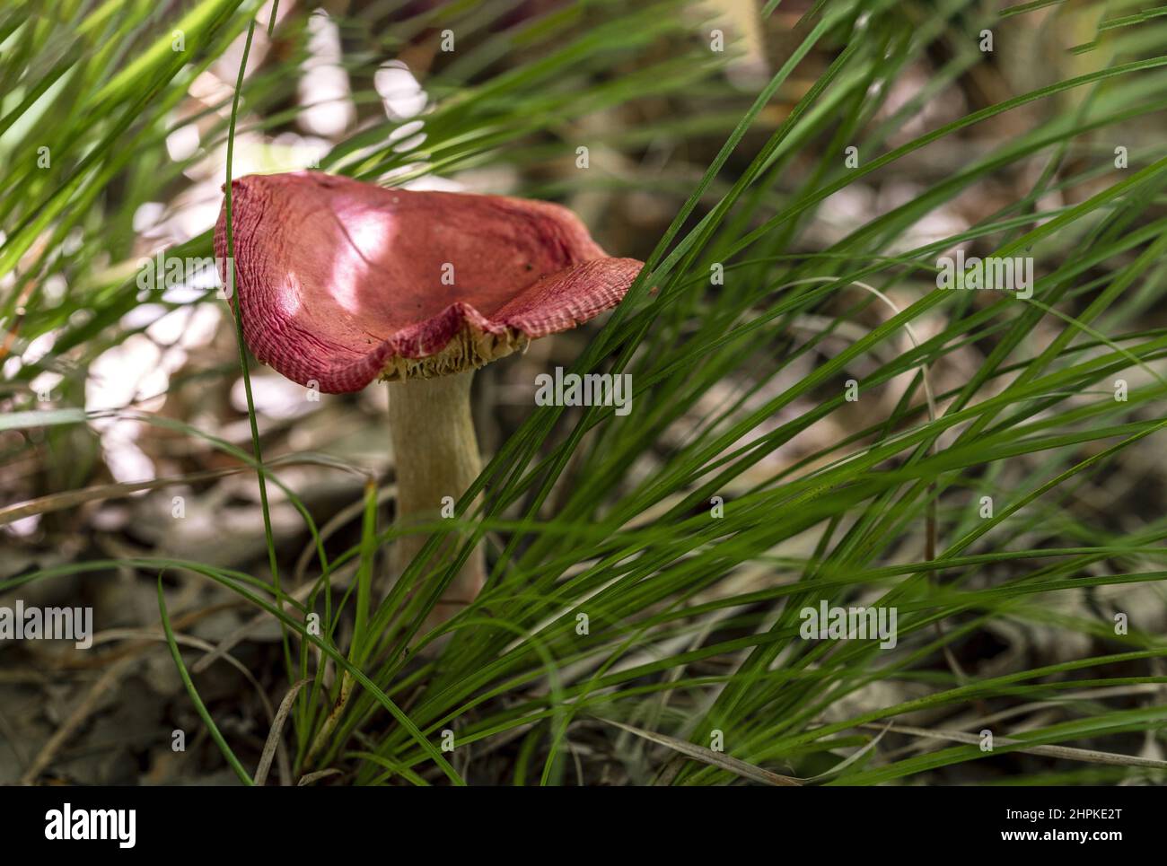 A wide variety of wild fungus in China henan funiu jungle Stock Photo ...