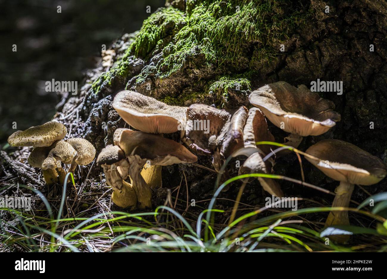 Fungus native to china hi-res stock photography and images - Alamy