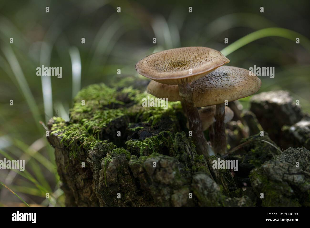 Fungus native to china hi-res stock photography and images - Alamy