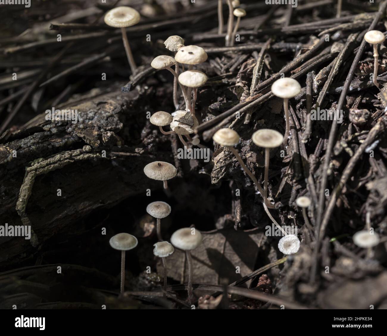 Fungus native to china hi-res stock photography and images - Alamy