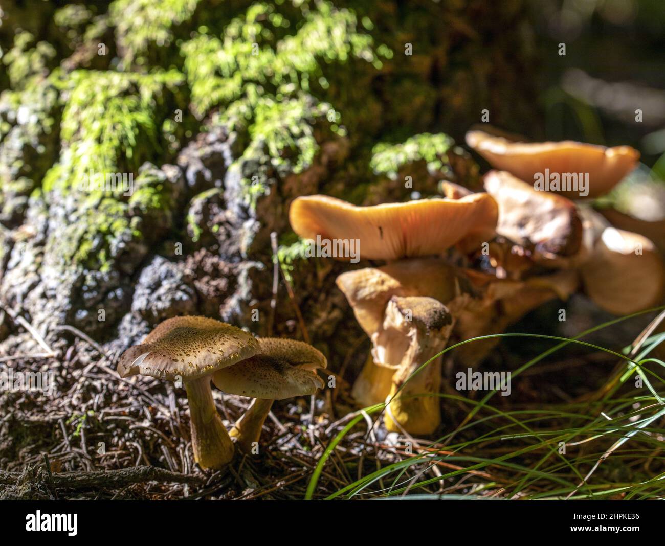 Fungus native to china hi-res stock photography and images - Alamy