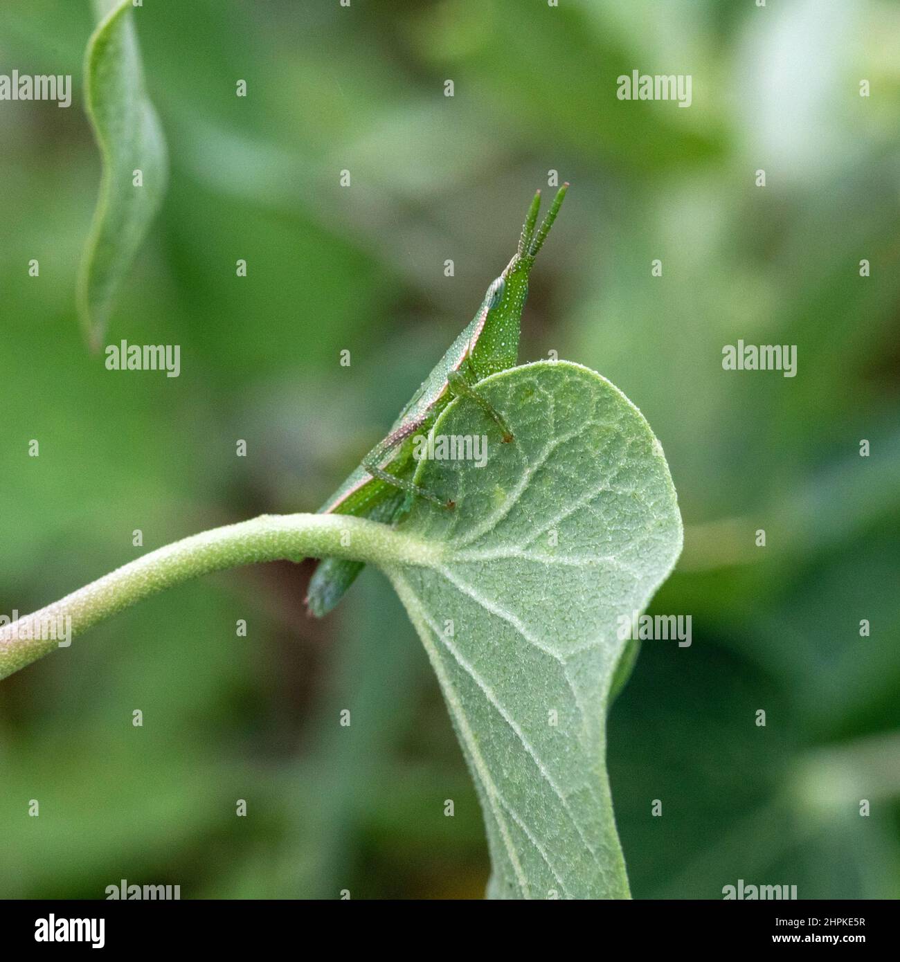 Funiu district of western China henan live insects (macro photography ...