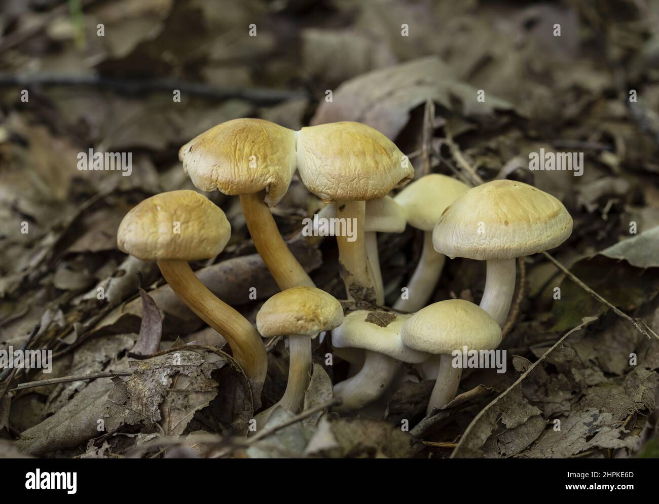 Fungus native to china hi-res stock photography and images - Alamy