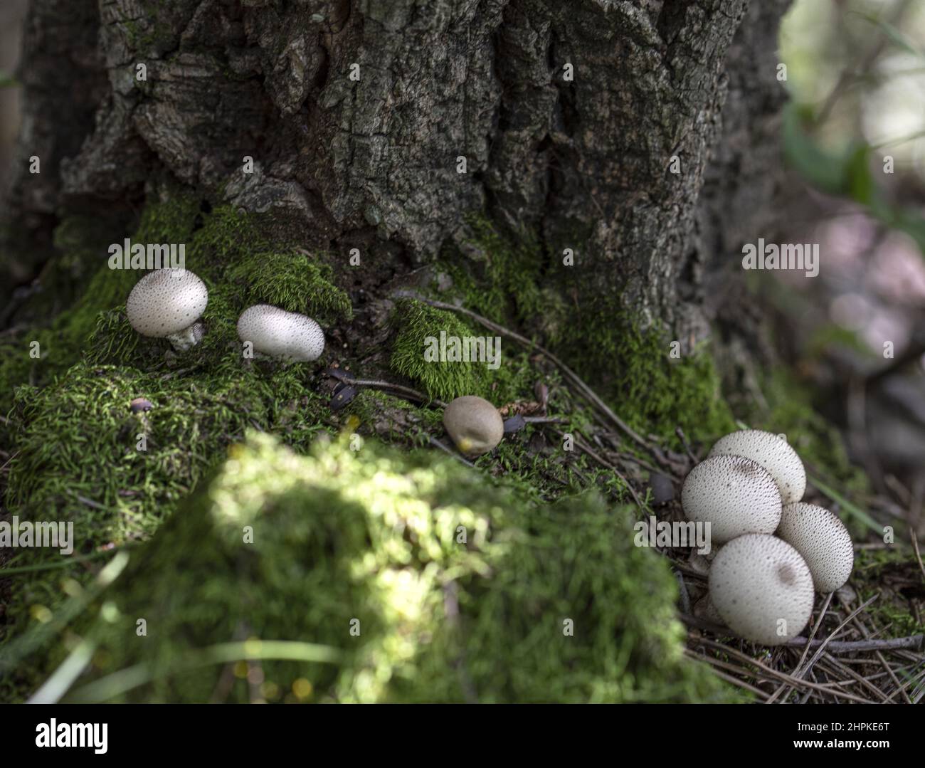 Fungus native to china hi-res stock photography and images - Alamy