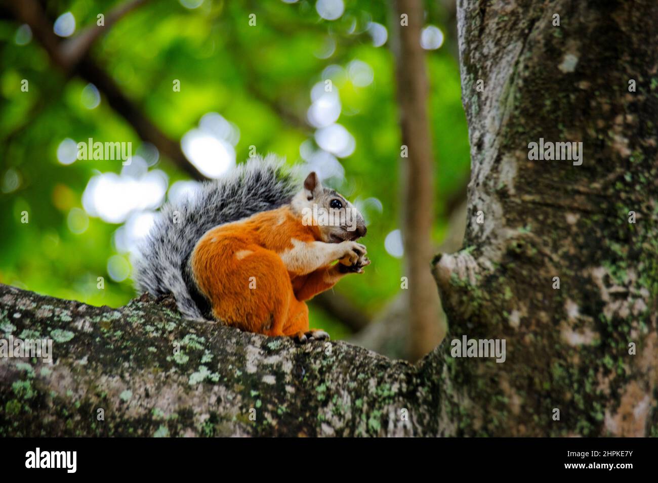 Squirrel, Tamarindo, Republic of Costa Rica, Central America Stock ...
