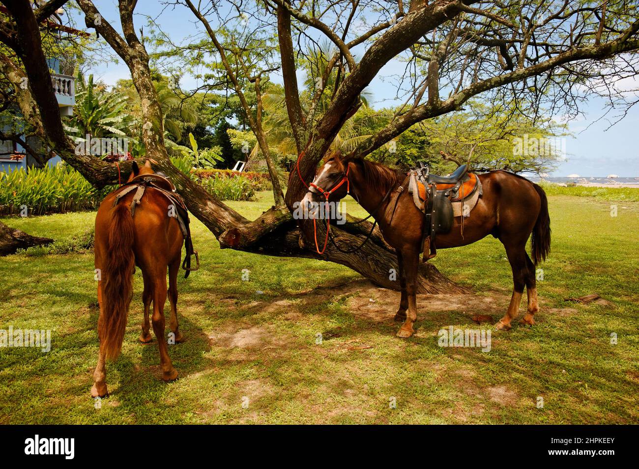 Costa rica beach horse hi-res stock photography and images - Alamy