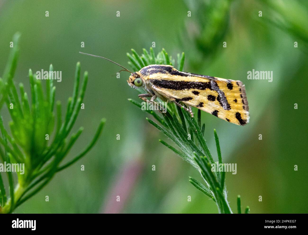 Animal embryonic state hi-res stock photography and images - Alamy