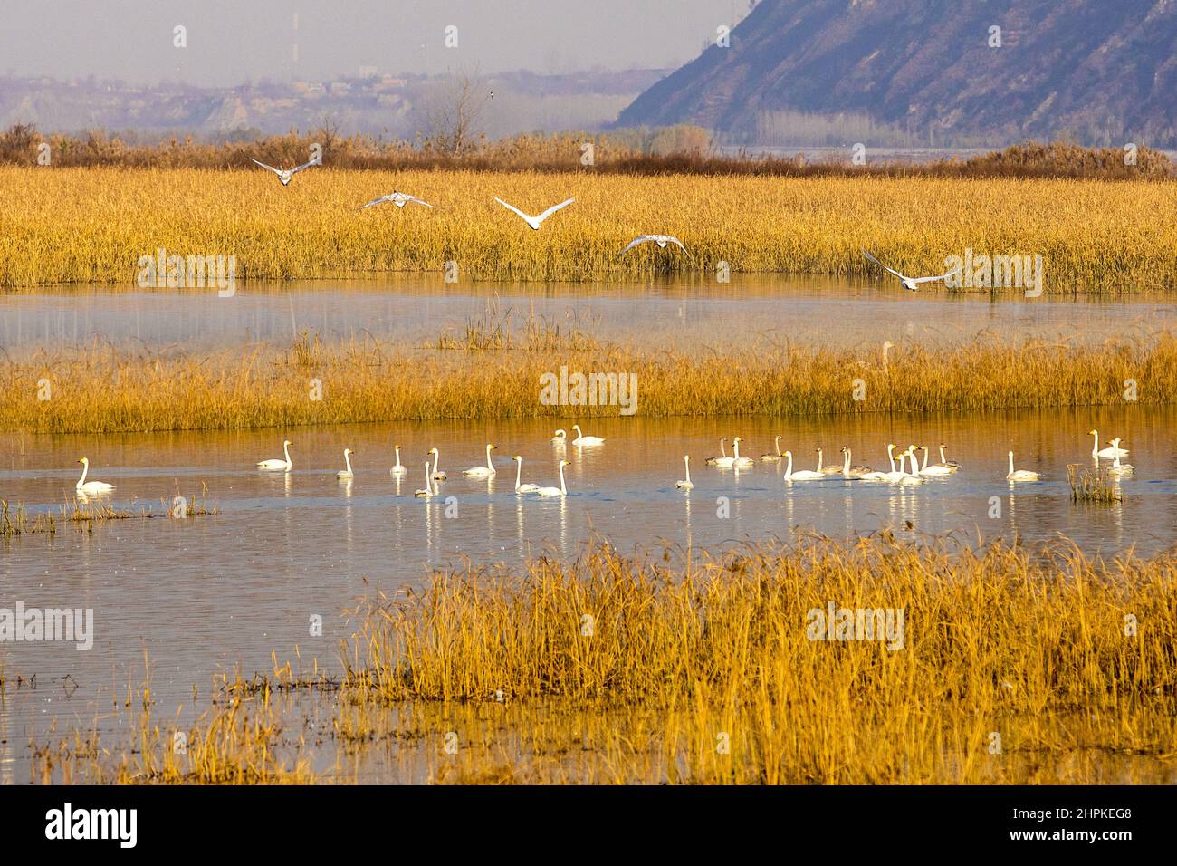 The Yellow River in henan sanmenxia wetland landscape Stock Photo - Alamy
