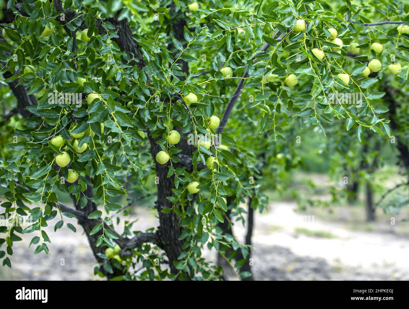 Jujube forest hi-res stock photography and images - Alamy