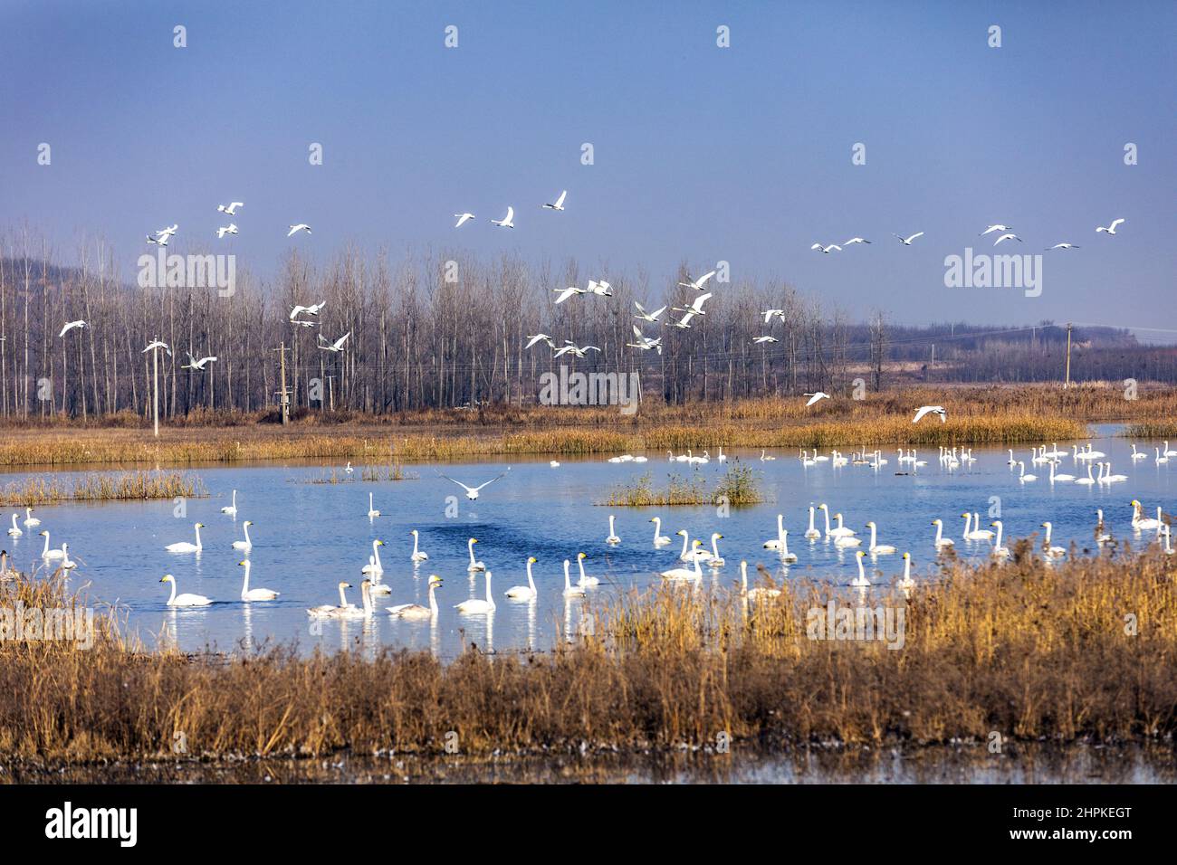 The Yellow River in henan sanmenxia wetland landscape Stock Photo - Alamy