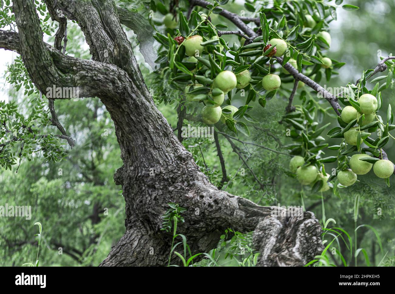 Jujube forest hi-res stock photography and images - Alamy