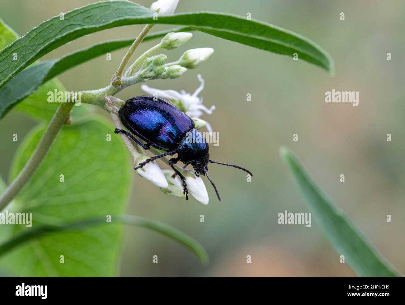 Funiu district of western China henan live insects of reproduction ...
