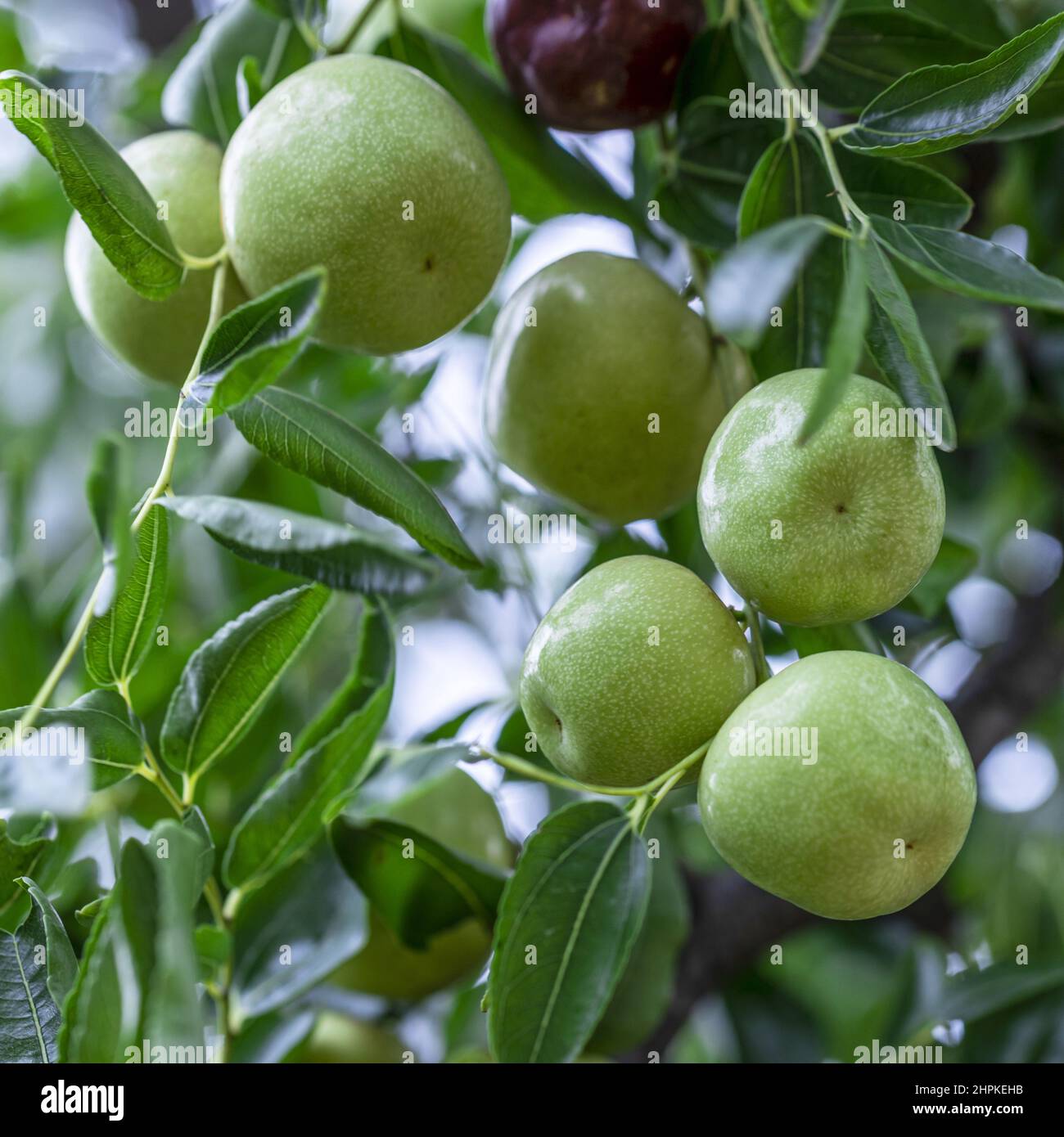 Jujube trees hi-res stock photography and images - Alamy