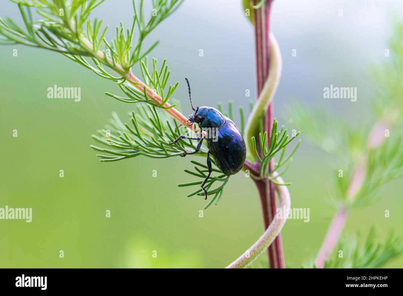 Animal embryonic state hi-res stock photography and images - Alamy