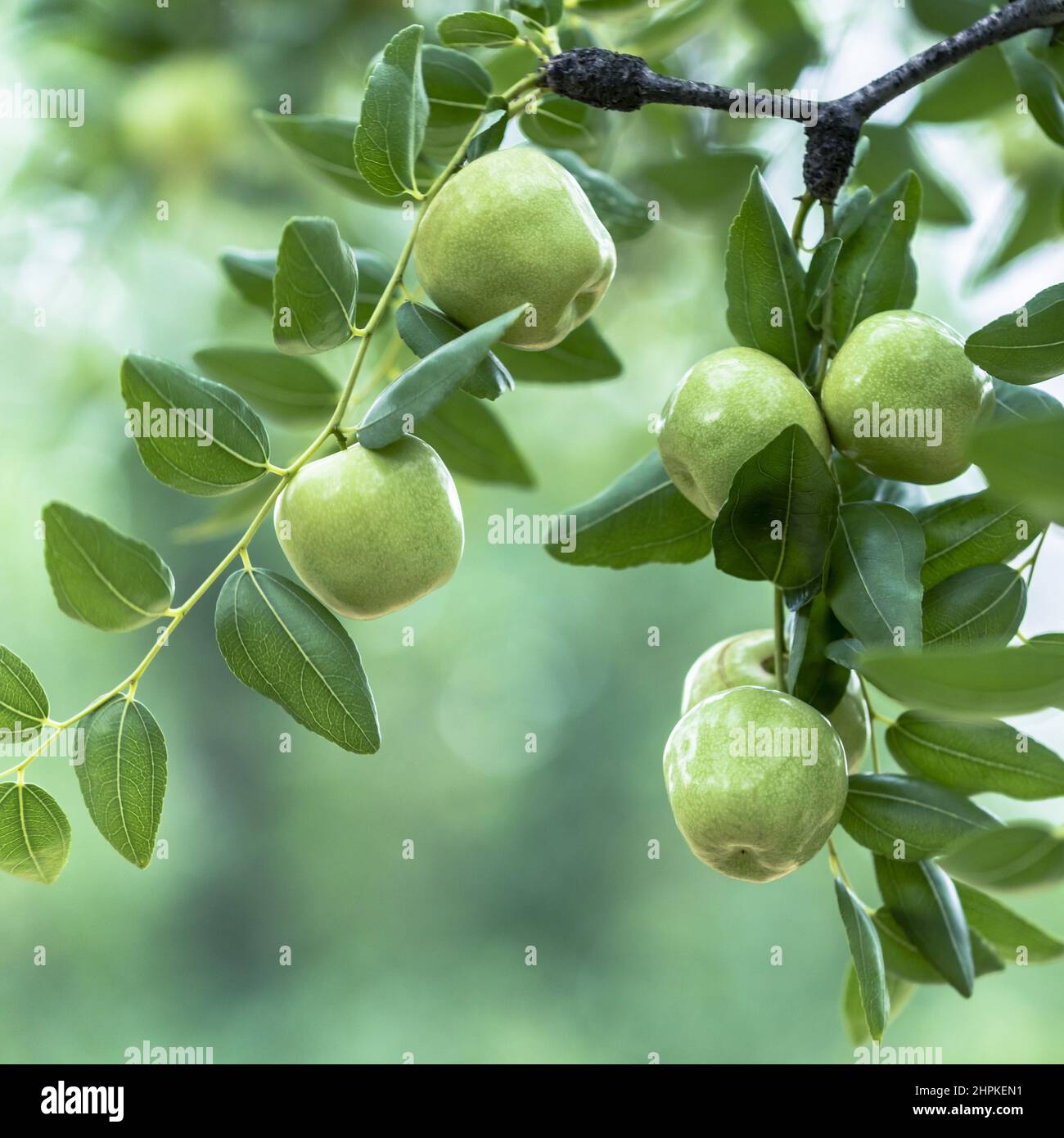 Jujube forest hi-res stock photography and images - Alamy