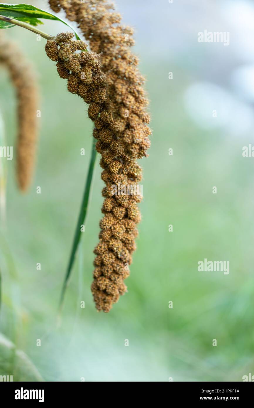 The fields with lots of grains Stock Photo - Alamy