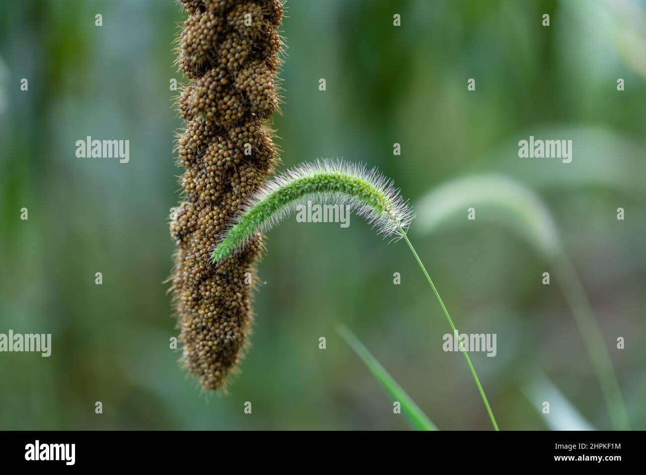The fields with lots of grains Stock Photo - Alamy