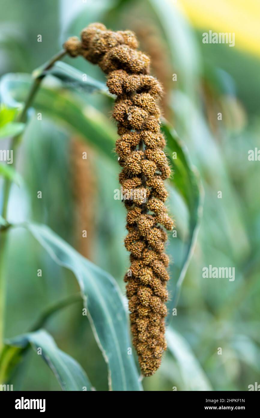 The fields with lots of grains Stock Photo - Alamy
