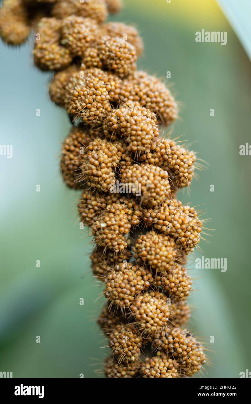 The fields with lots of grains Stock Photo - Alamy
