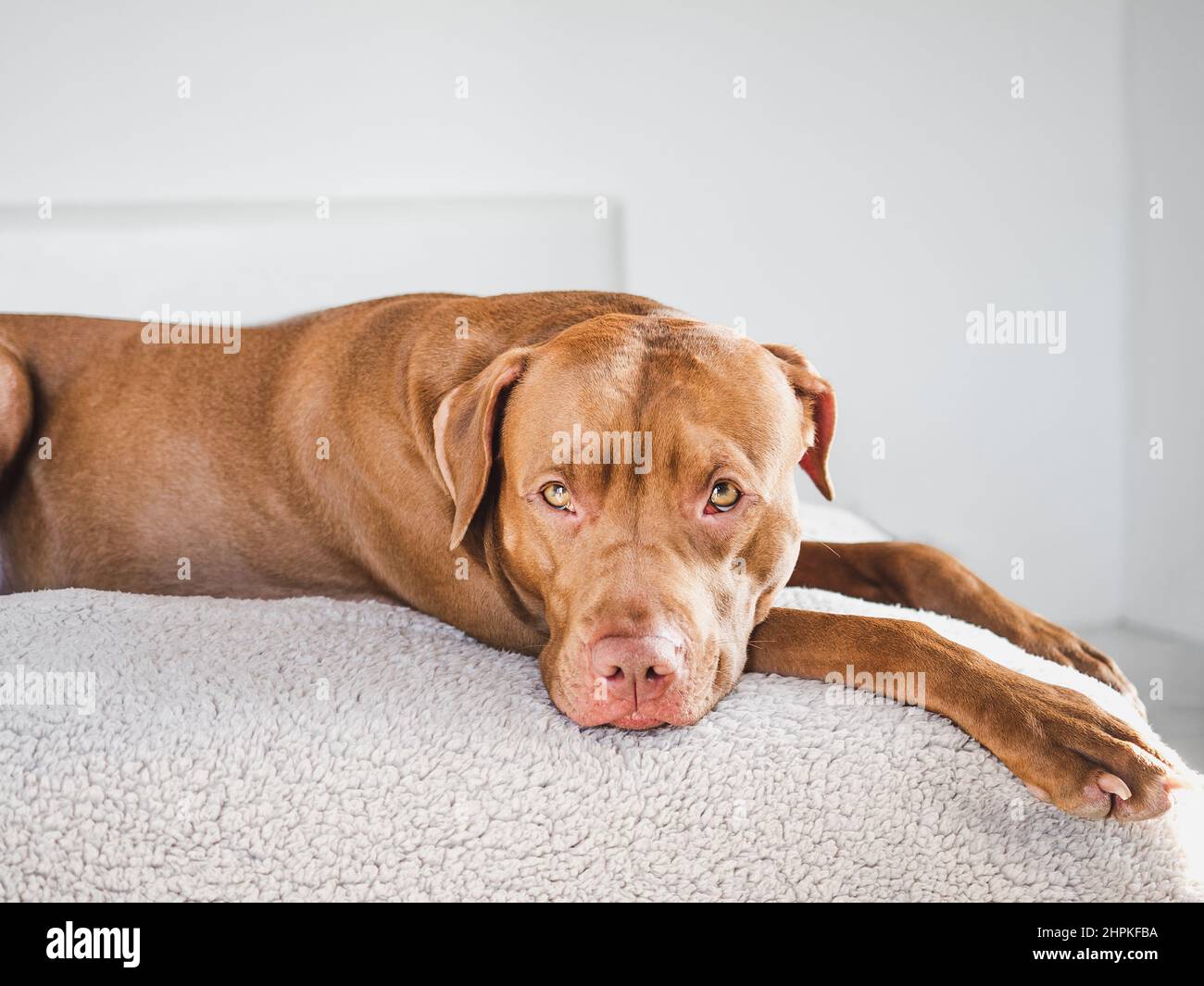 Lovable adorable puppy chocolate hi-res stock photography and images ...