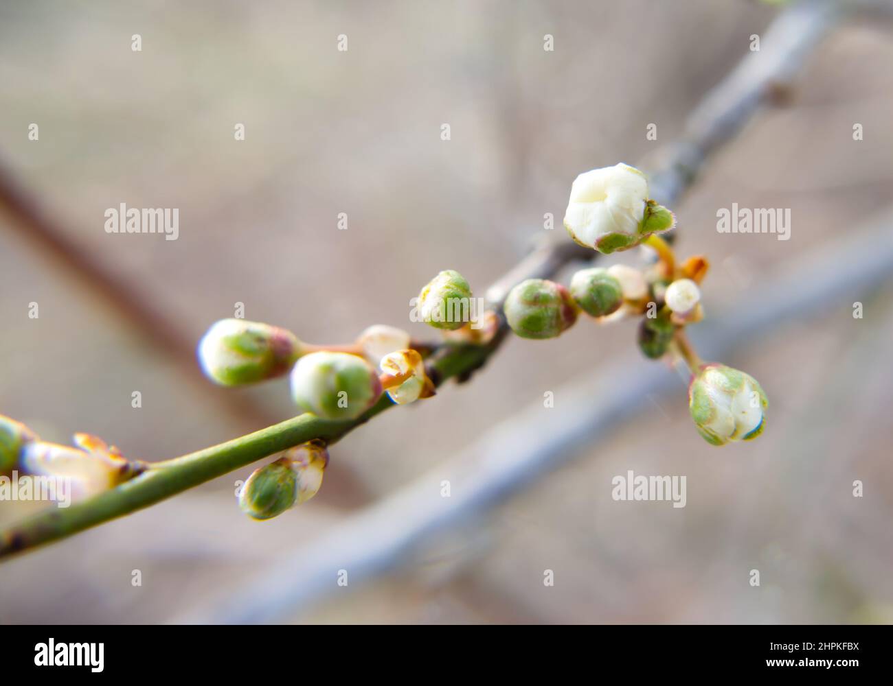 Prunus cerasifera blossom hi-res stock photography and images - Alamy